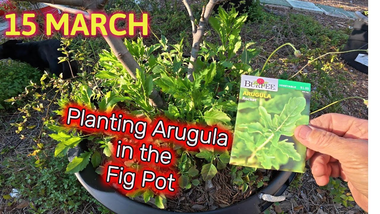 Planting Arugula in the Fig Pot - YouTube