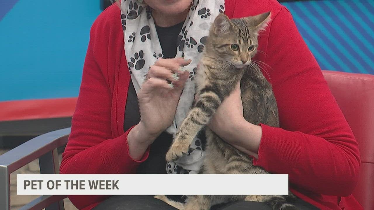 Meet Summer, the cutest 4-month-old kitten you'll meet this week! - YouTube