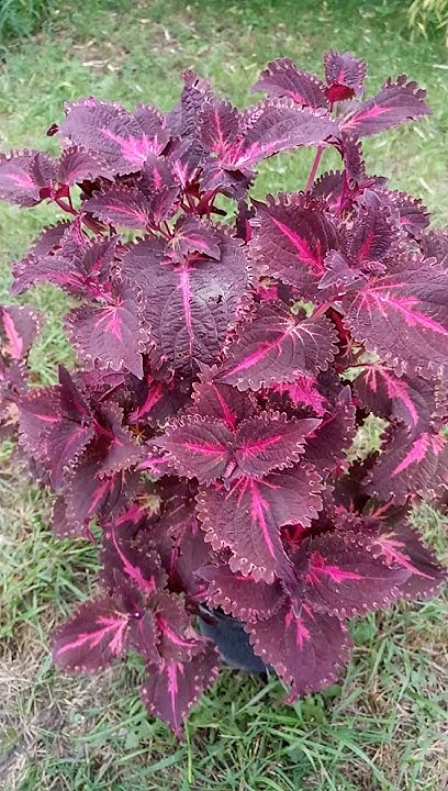 Колеус гибридный "Фламинго" | Coleus hybridus "Flamingo" - YouTube