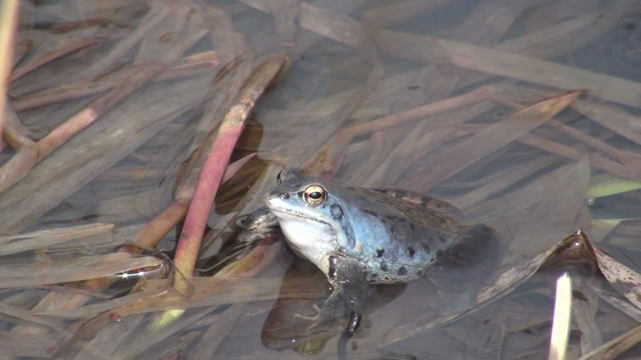 Groddjur/Frogs/Toads i Europa - YouTube