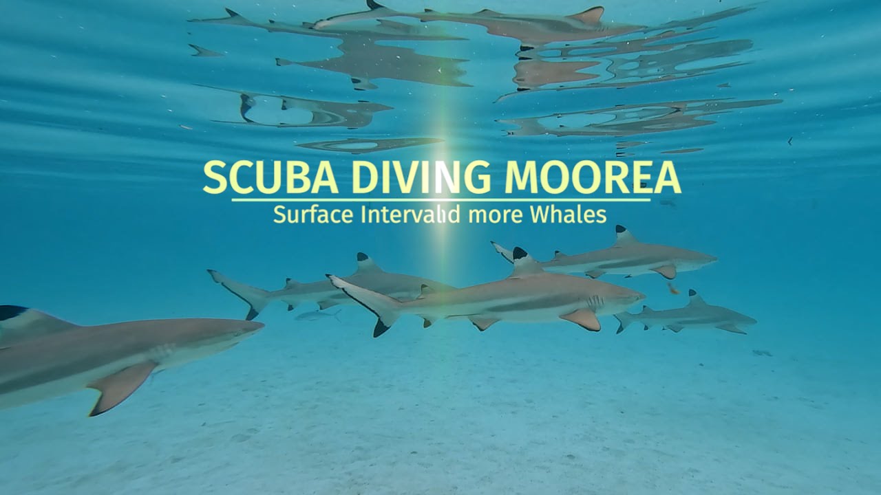 Moorea - Scuba Diving and Freediving with Humpback Whales Part 2 - YouTube