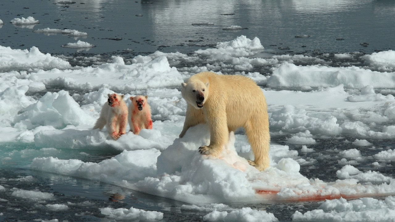 Polar Bears: Their Amazing Survival Tactics of Thriving in Arctic ...