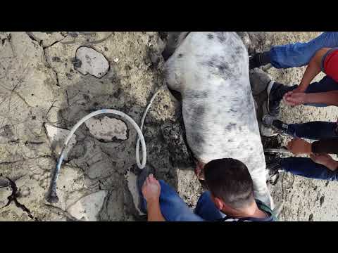 samsun eşşek kurtarma birkaç iyi adam