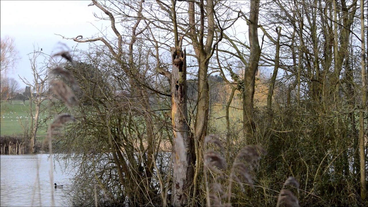 Mallard duck in tree - YouTube