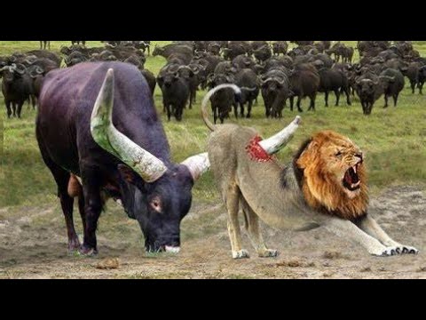 15Unbelievable Wild Lion Hunting Moments Caught on Camera!" - YouTube