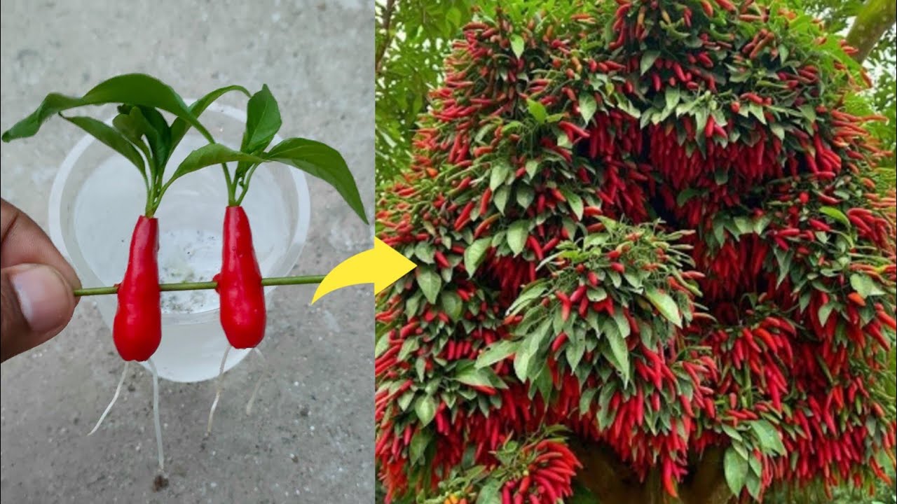 Simple method of growing chili tree with water in plastic glass || how ...