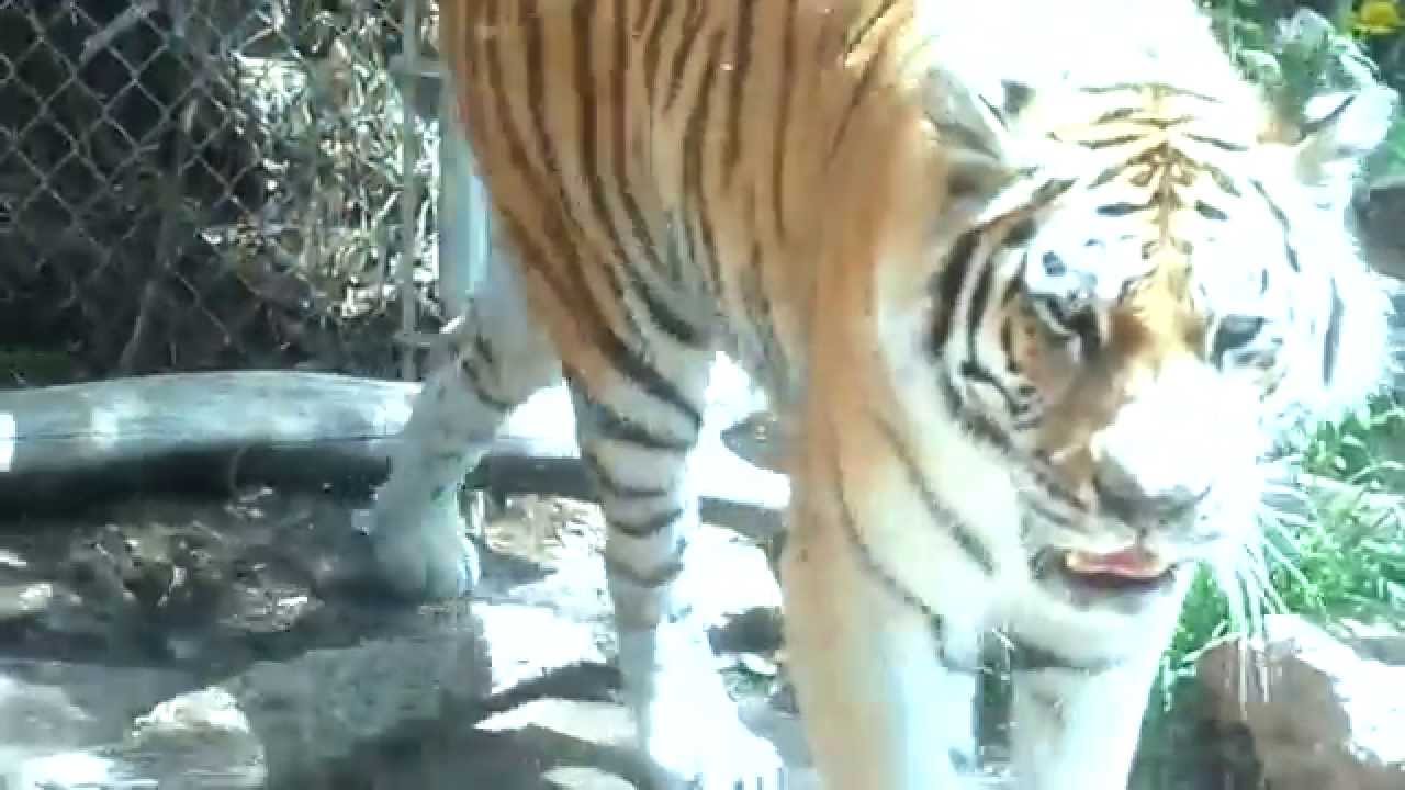 Tiger Chillin At The Denver Zoo 6-15-15 - YouTube