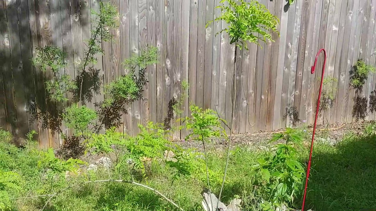 How to Stake A Tree - YouTube