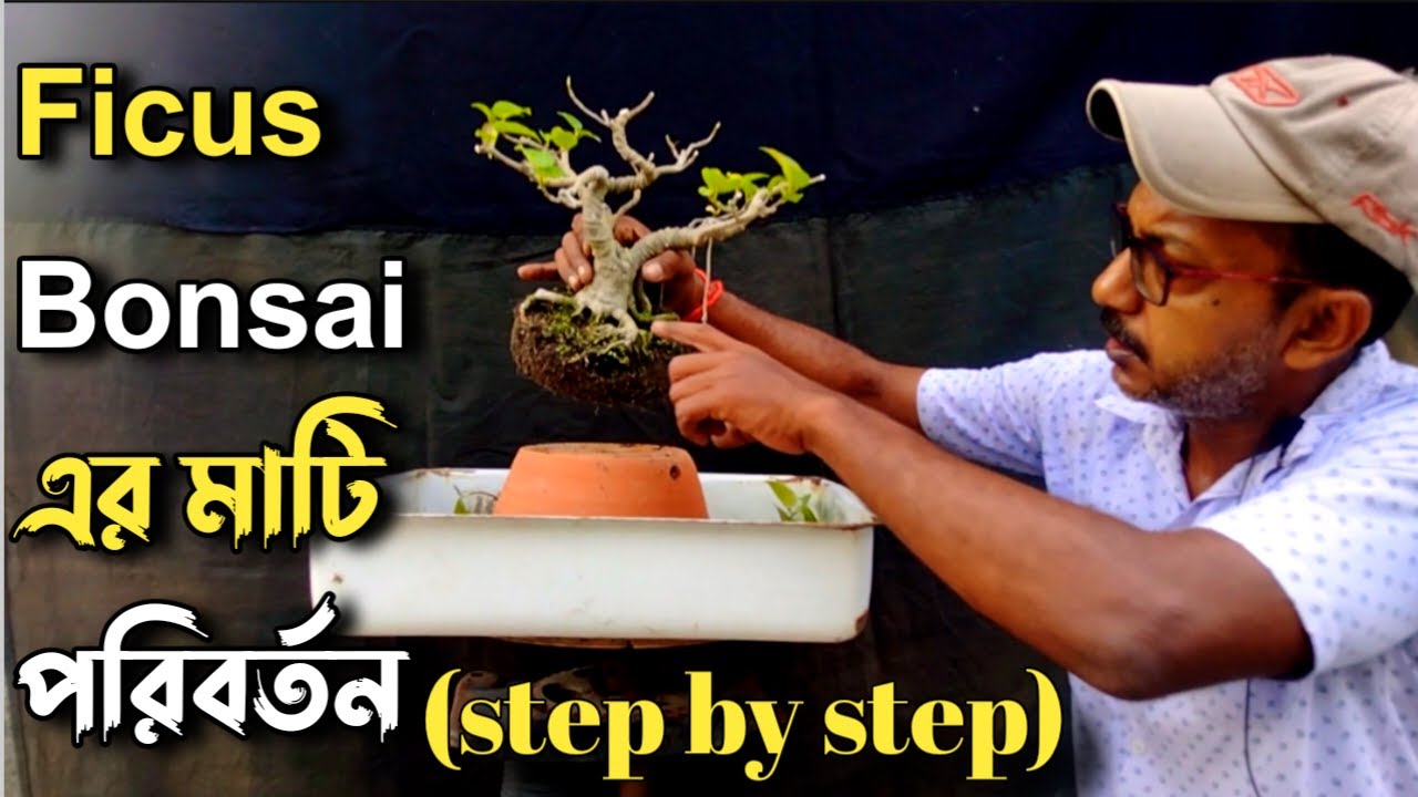 Ficus বনসাইয়ের মাটি পরিবর্তন।। bonsai soil change process step by step ...