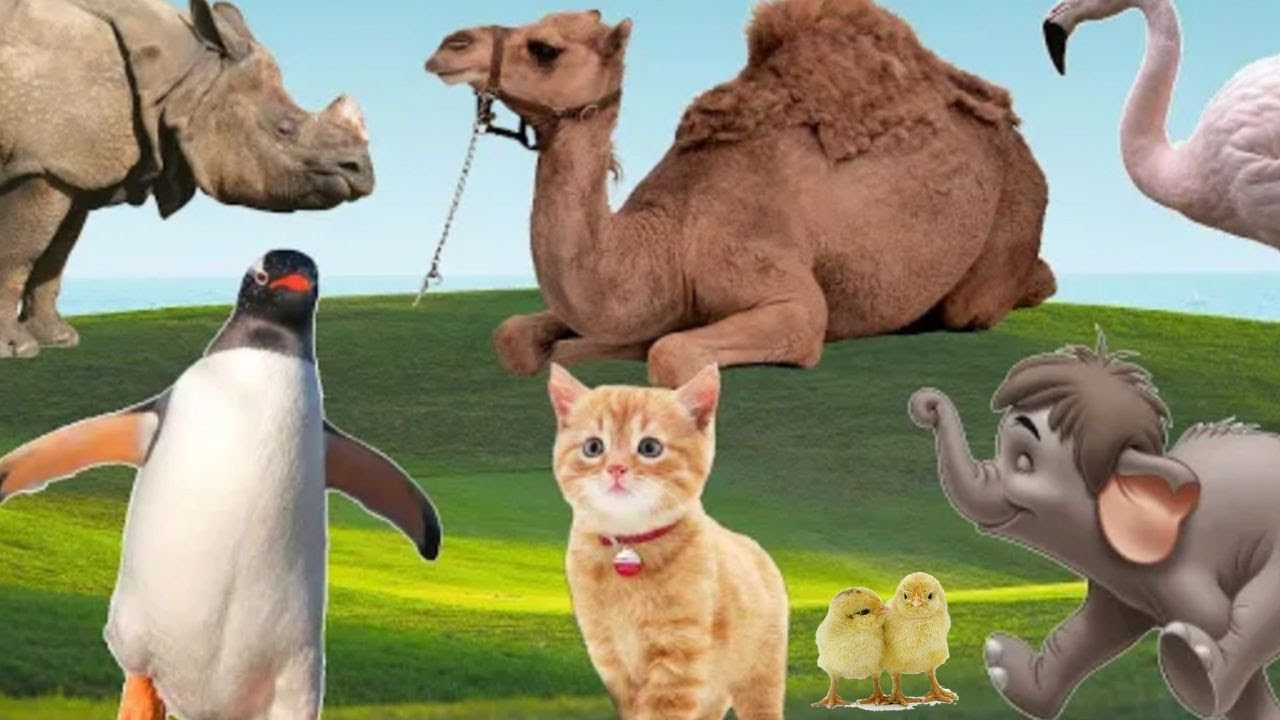 Funny Animal Sounds in 12 minutes: camel, penguin, deer, horse, chicken ...