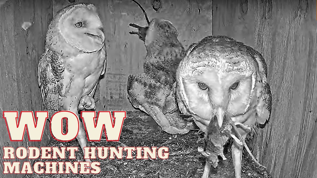 Wow: Barn owl nestling eats a giant rat while parents bring a mouse to ...