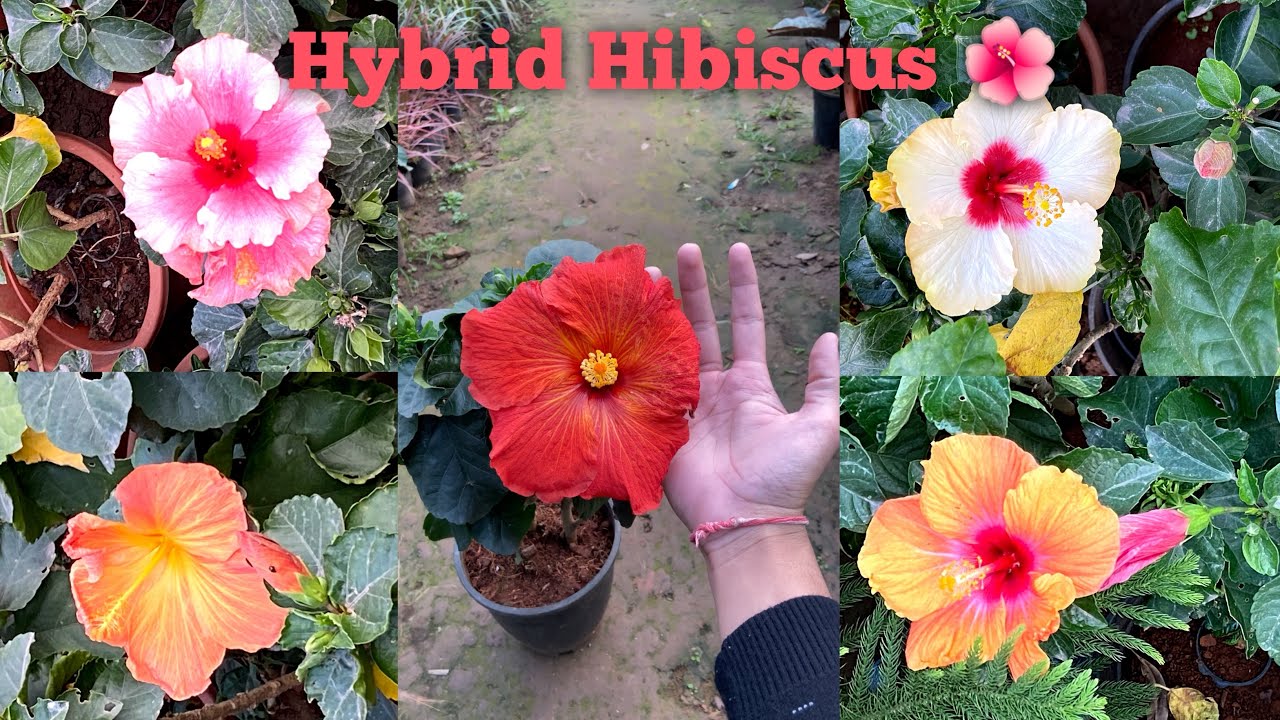 Hybrid Hibiscus (Gudhal) | Bhardwaj Nursery - YouTube