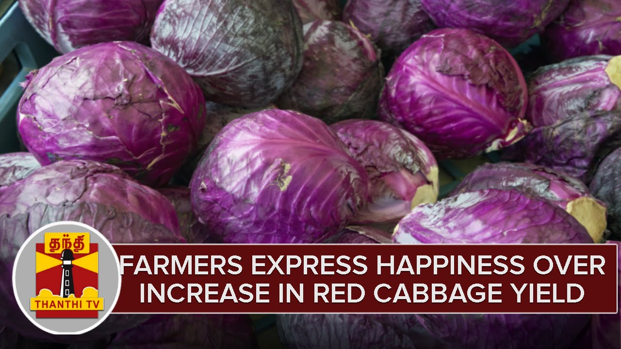 Farmers Express Happiness Over Increase in Red Cabbage Yield at Nilgiri ...