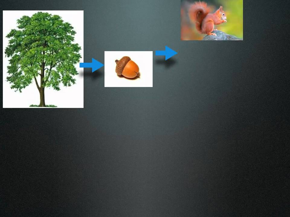 podcast voedselweb en kringloop - YouTube