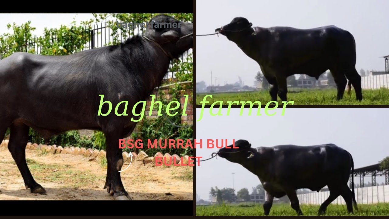 Best Sire Genetics(BSG) Karnal . #BSG Bull #Bullet Merit Bull. Bull no ...