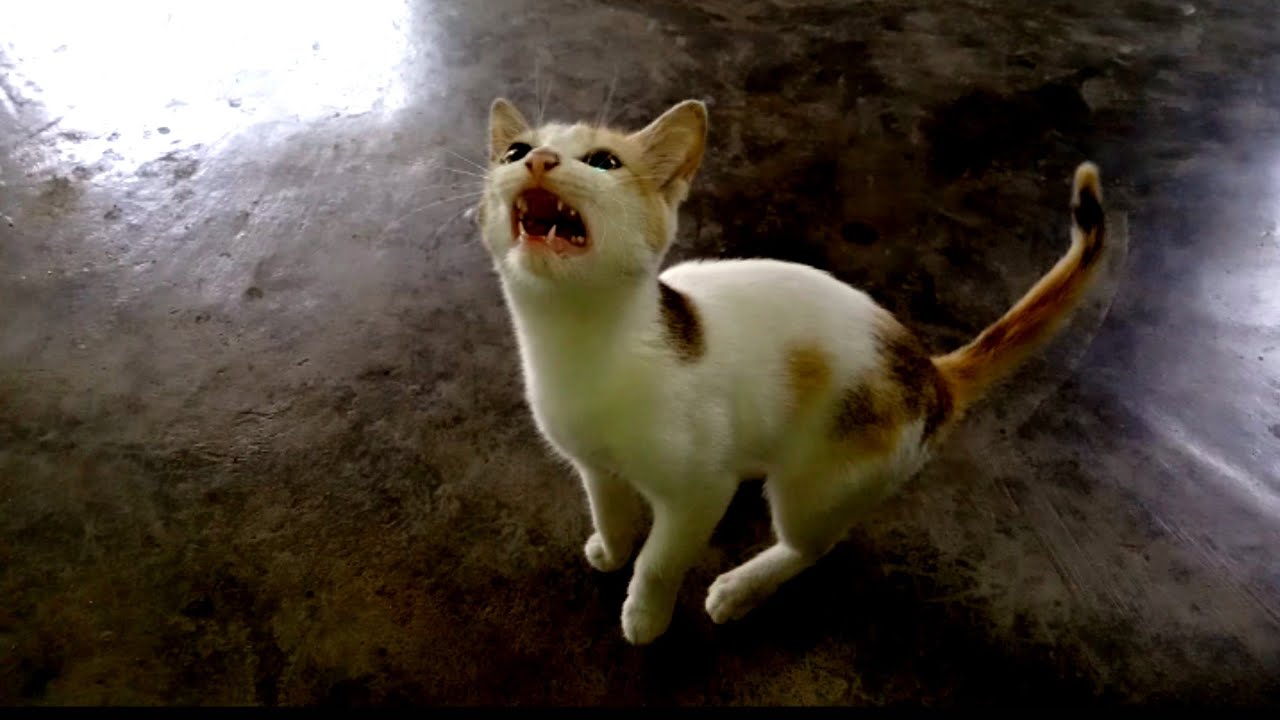 How cute cats is hungry || Meowing loudly ||meow meow cute cat ...