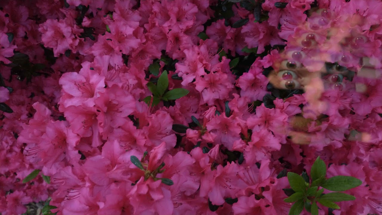 "climbing backwards" Live looping performance w/psychedelic moving art ...