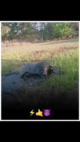 𝐃𝐚𝐧𝐣𝐞𝐫 𝐊𝐢𝐧𝐠 👑🤩 - YouTube