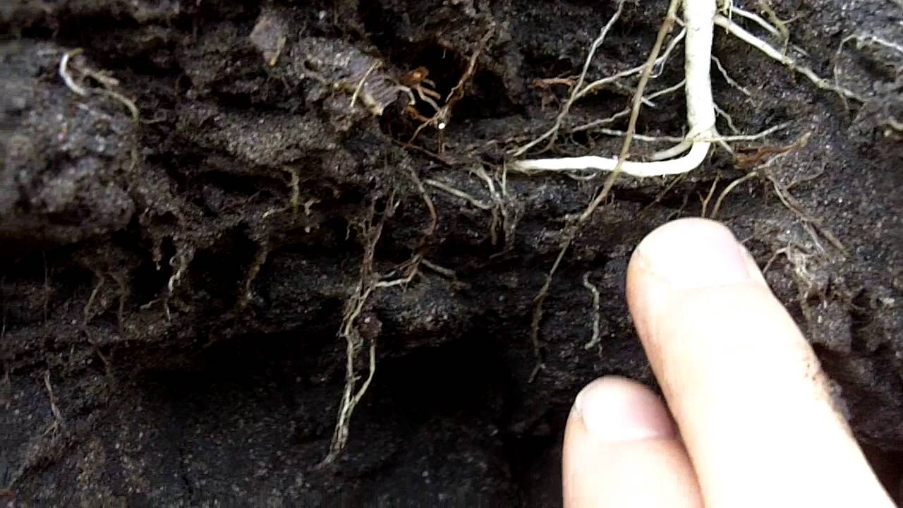 Hardpan limiting root access to water and nutrients. Part 2. Not for ...