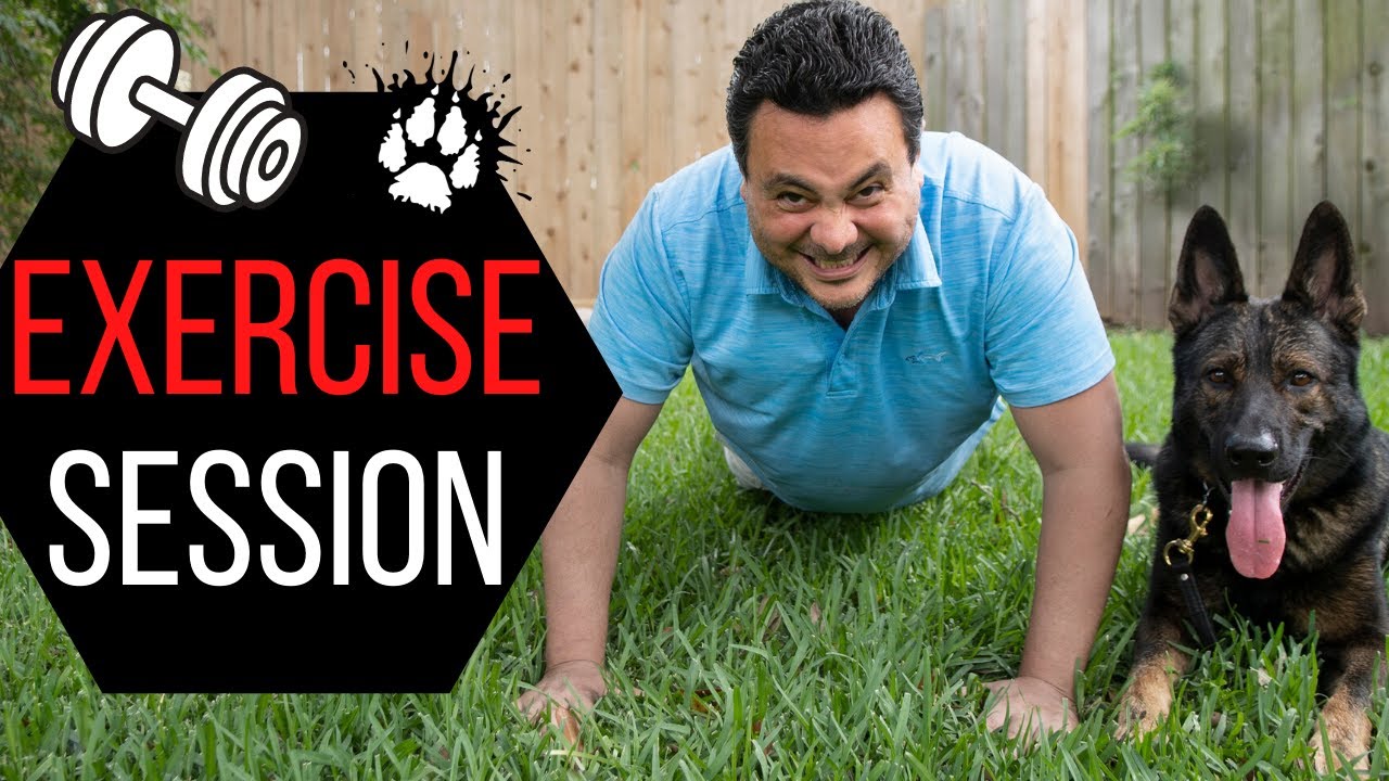 My daily service dog training exercise session - YouTube