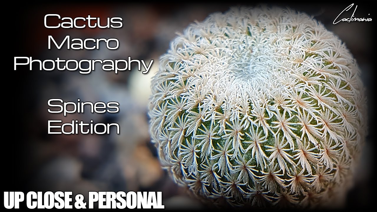 Up Close & Personal - Spines Edition (Cactus Macro Photography) - YouTube