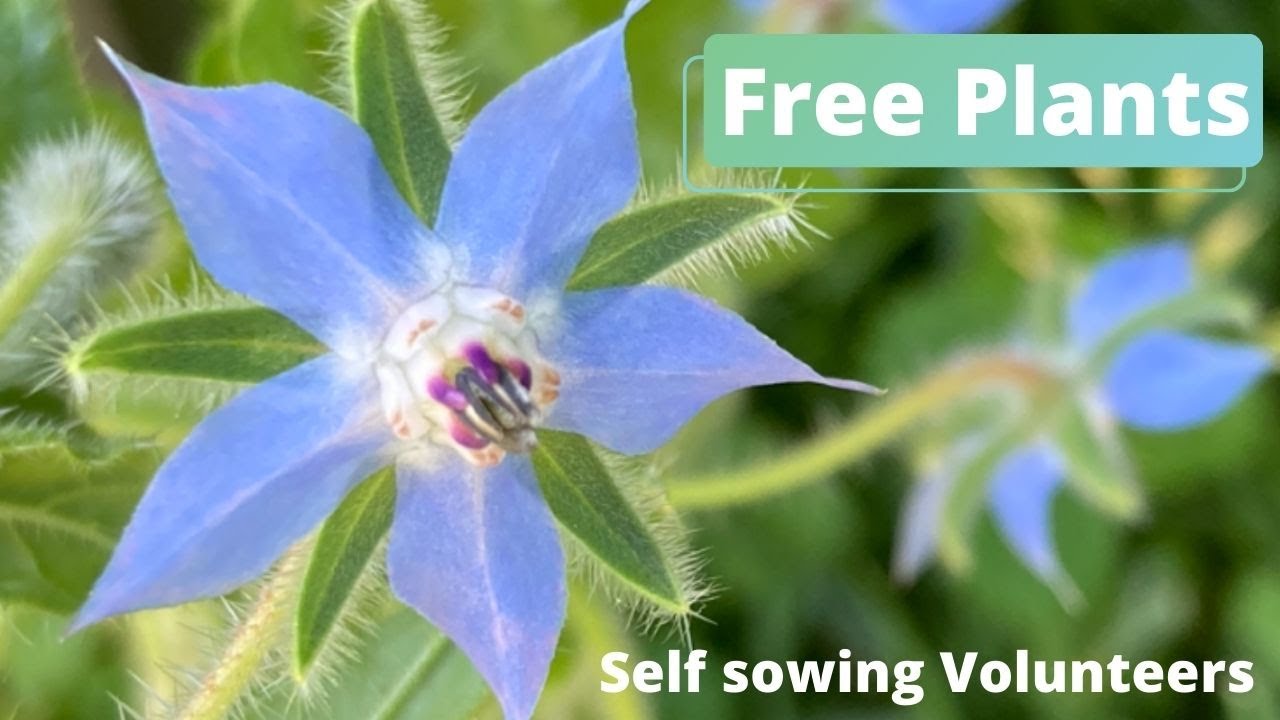 Self Sowing Vegetables and Flowers | Volunteer plants - YouTube