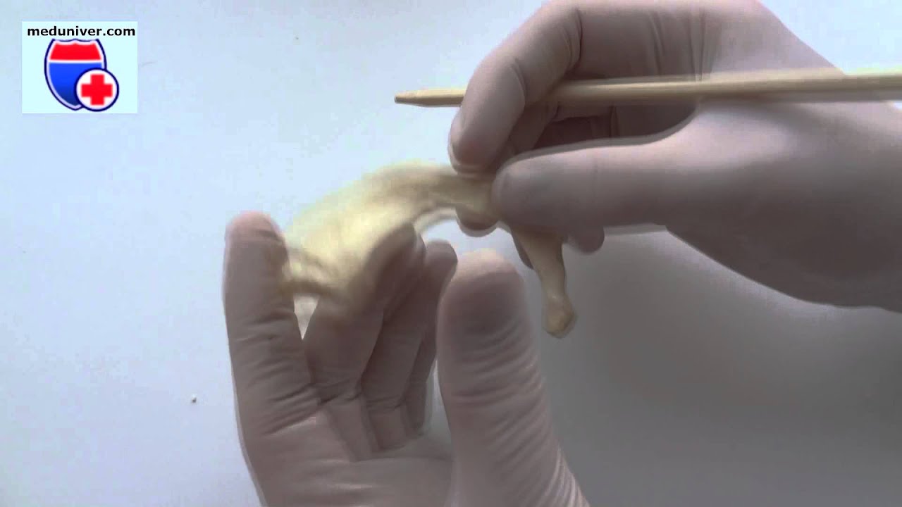 Анатомия первого ребра (costa prima) - meduniver.com - YouTube