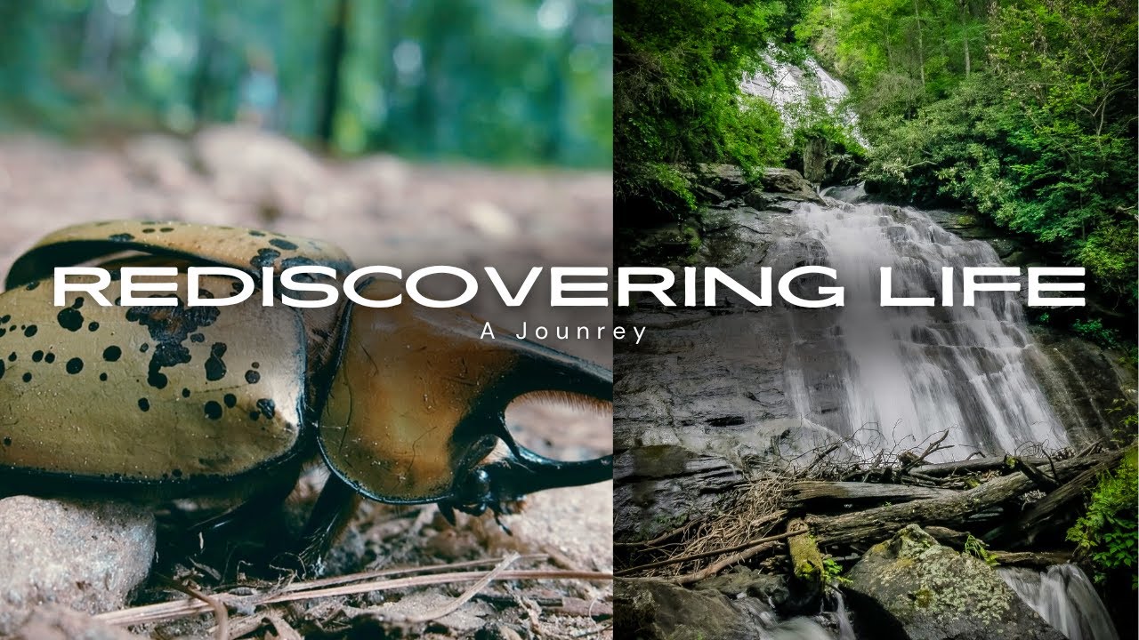 Rediscovering Life A Journey - YouTube