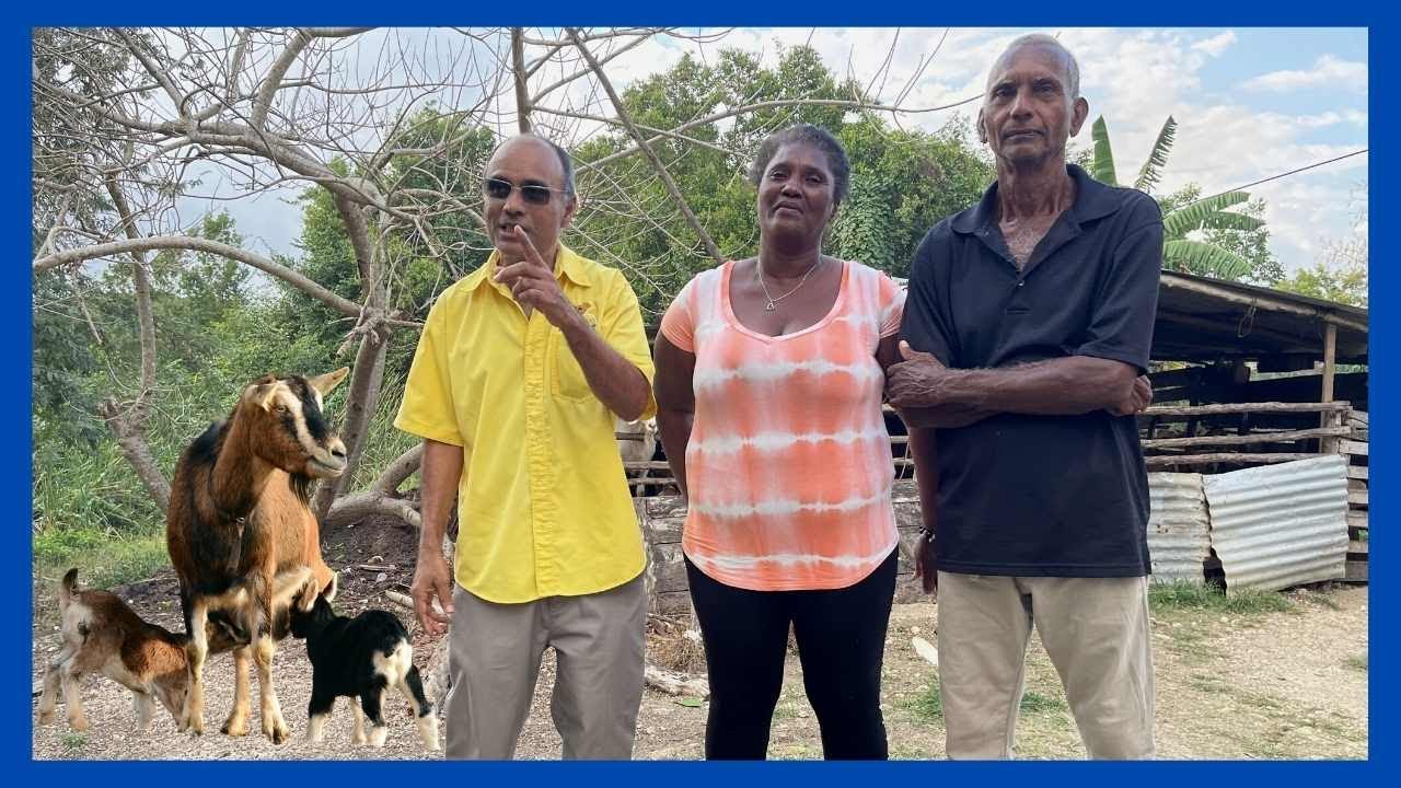 FEEDING GOATS IN THE SWAMP AREA in Westmoreland Jamaica|| GOAT FARMING ...