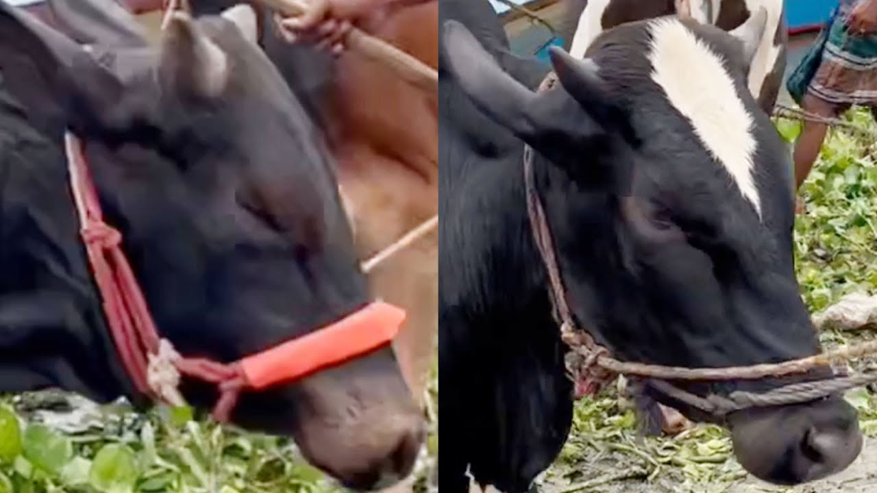 Cow Videos,Cow Video,Goru Humba Cow,Mooing Cow,CAW,Brahman Cows & Bull ...