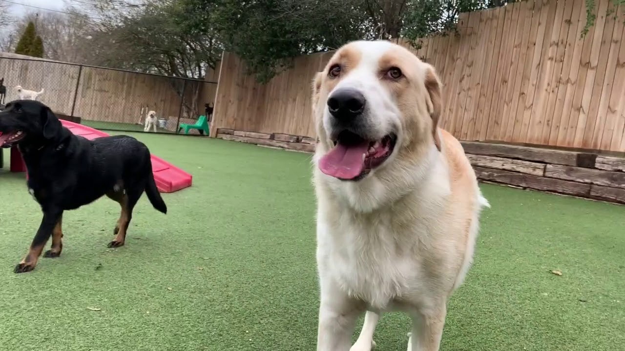 Wag Life at Wag Atlanta - YouTube