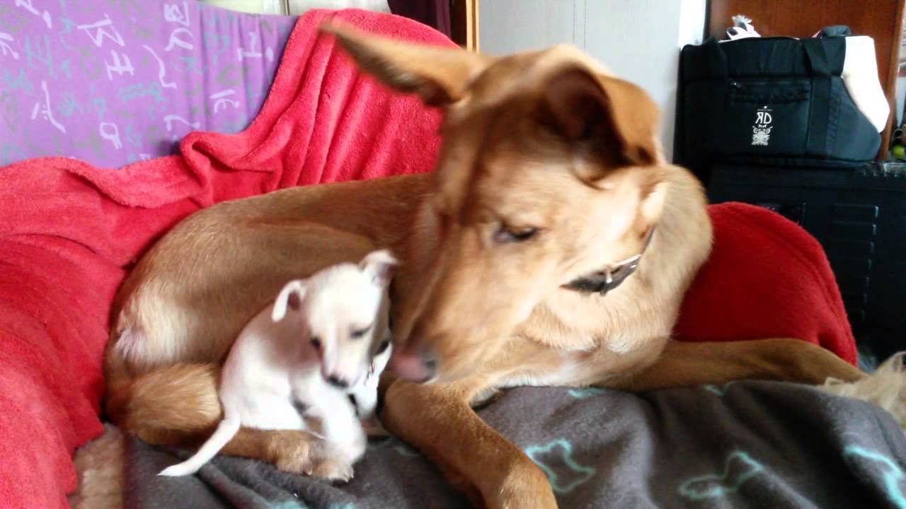 Podenco-Mix und Terrier-Mix - YouTube