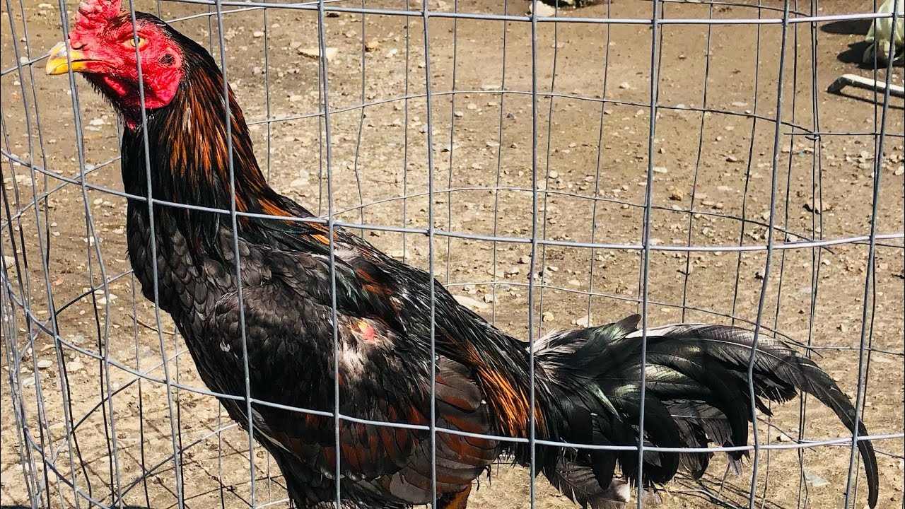 Update My Young Rooster, Qaib Thaib 1 - YouTube