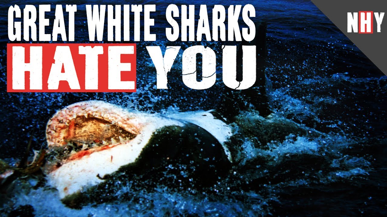 GREAT WHITE SHARKS HATE YOU - YouTube