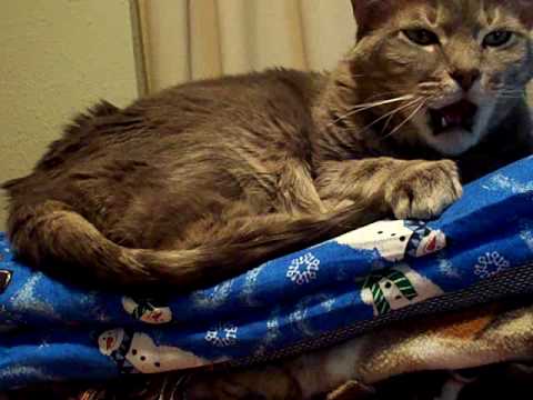 SMOKEY THE FUNNY CAT FACE MEOWING MEOW FACE YAWN - YouTube