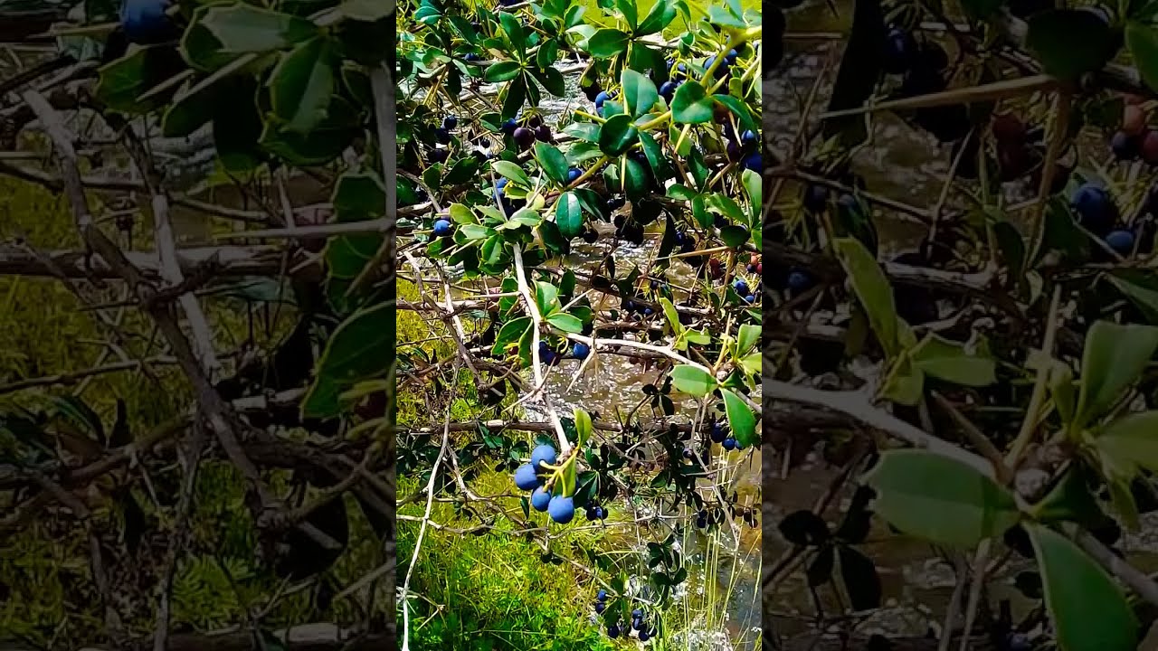 COMO COSECHAR AYRAMPO EN LA SIERRA PERUANA - YouTube