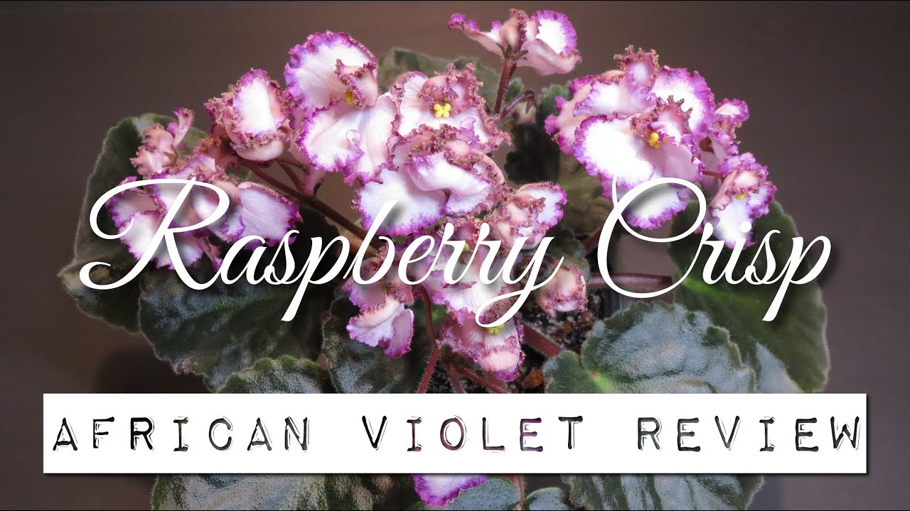 RASPBERRY CRISP - African Violet Review - YouTube
