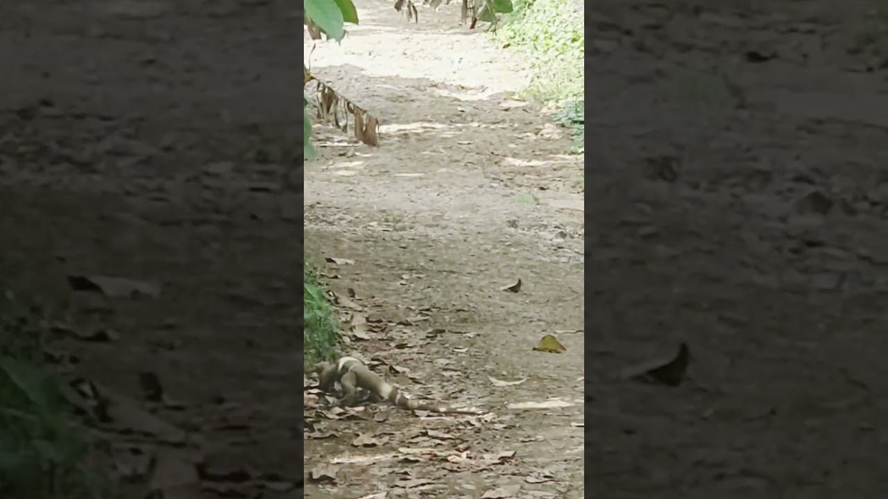 monitor lizard 🦎😱 udumb shorts😵‍💫 - YouTube