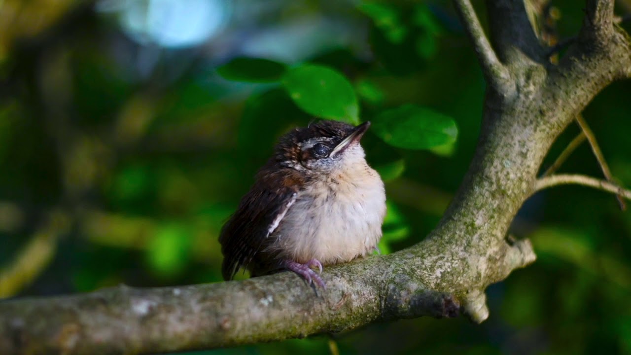 Wren Fledgling Color Corrected - YouTube