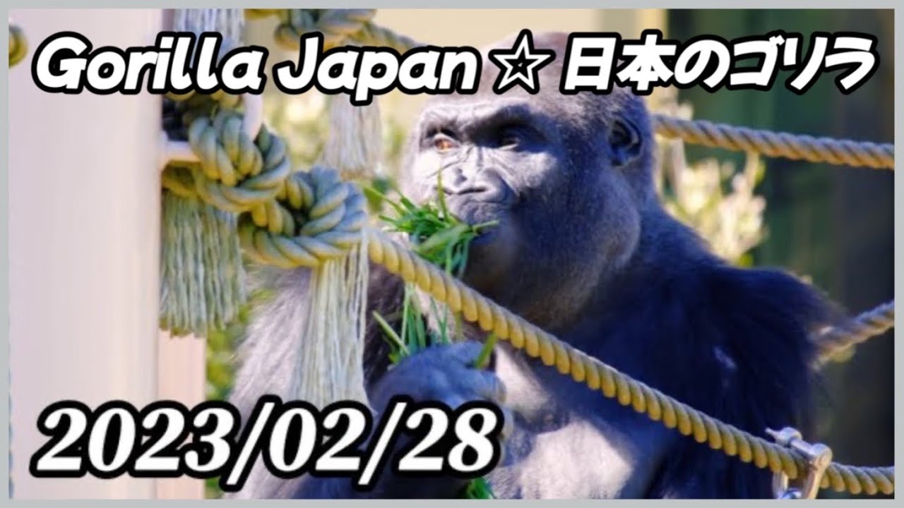 2023/02/28 〜 Shabani gorilla family 🦍 暖かい春日和の東山動物園 - YouTube