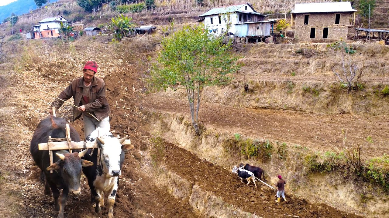 Life In Rural Nepal || Village farming style || - YouTube