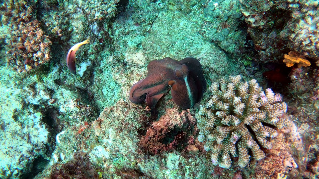 2021 11 25 Kenya Octopus - YouTube