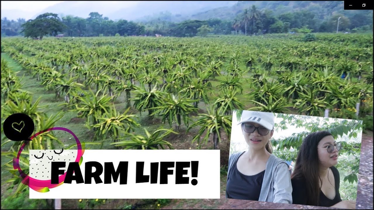 DRAGON FRUIT SA TANAY RIZAL?! PALAYA FARM VISIT | RaiVlogs - YouTube