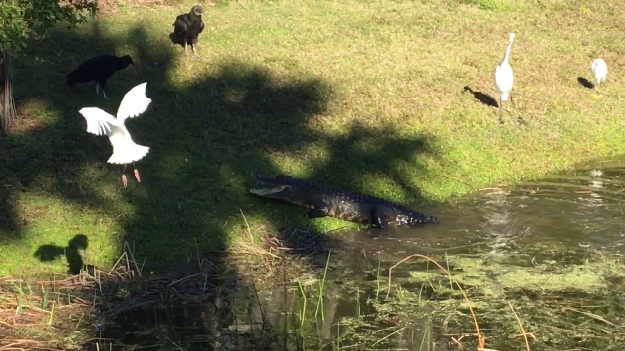 Alligator playing with birds! - YouTube