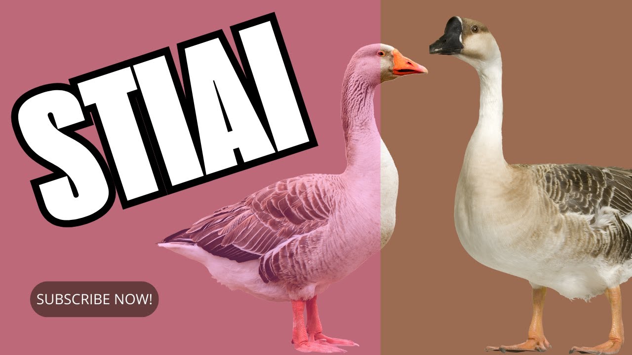 9 Lucruri interesante despre gaste - YouTube