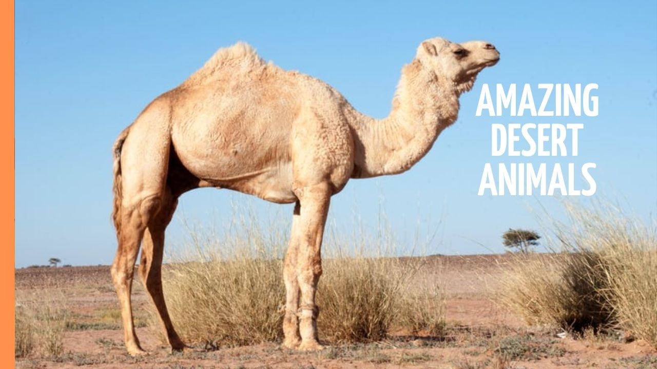 Camels & Llamas Explained | Ships of the Desert | Free High Quality ...