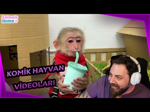 Elraenn - Komik Hayvan Videoları Tepki Veriyor