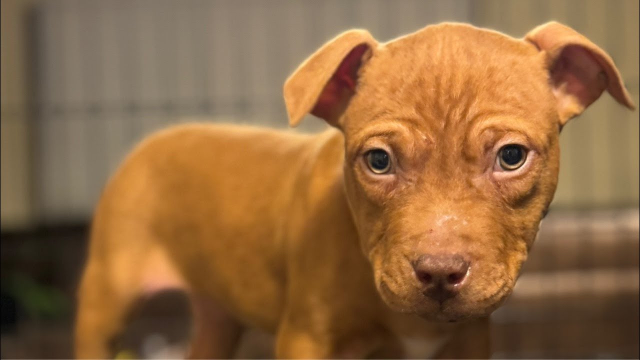 LIVE 5 month old pup Big Red #apbt - YouTube