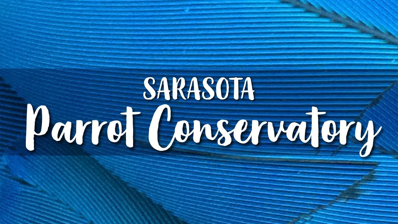Sarasota Parrot Conservatory - About Us - YouTube