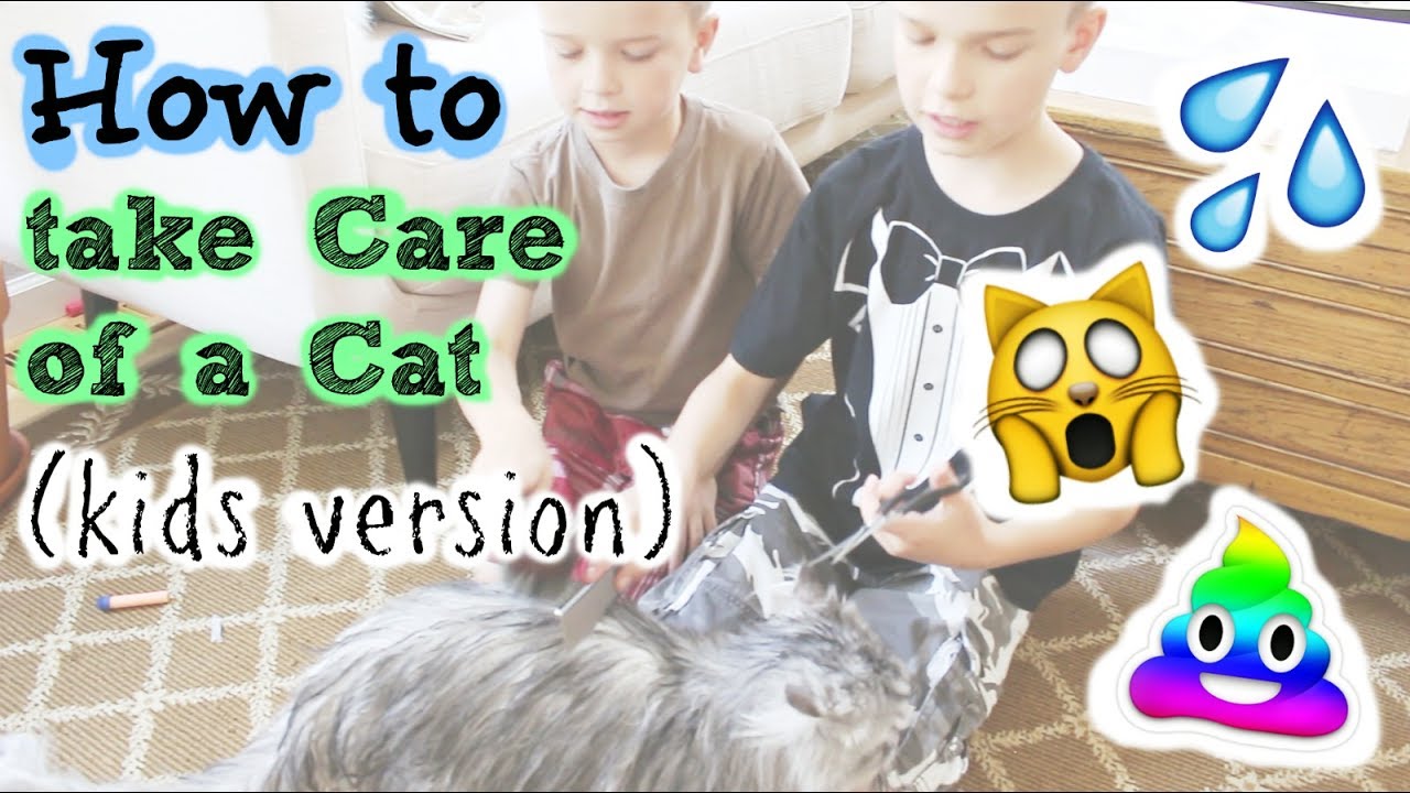 How to take Care of a Cat (kids version) - YouTube